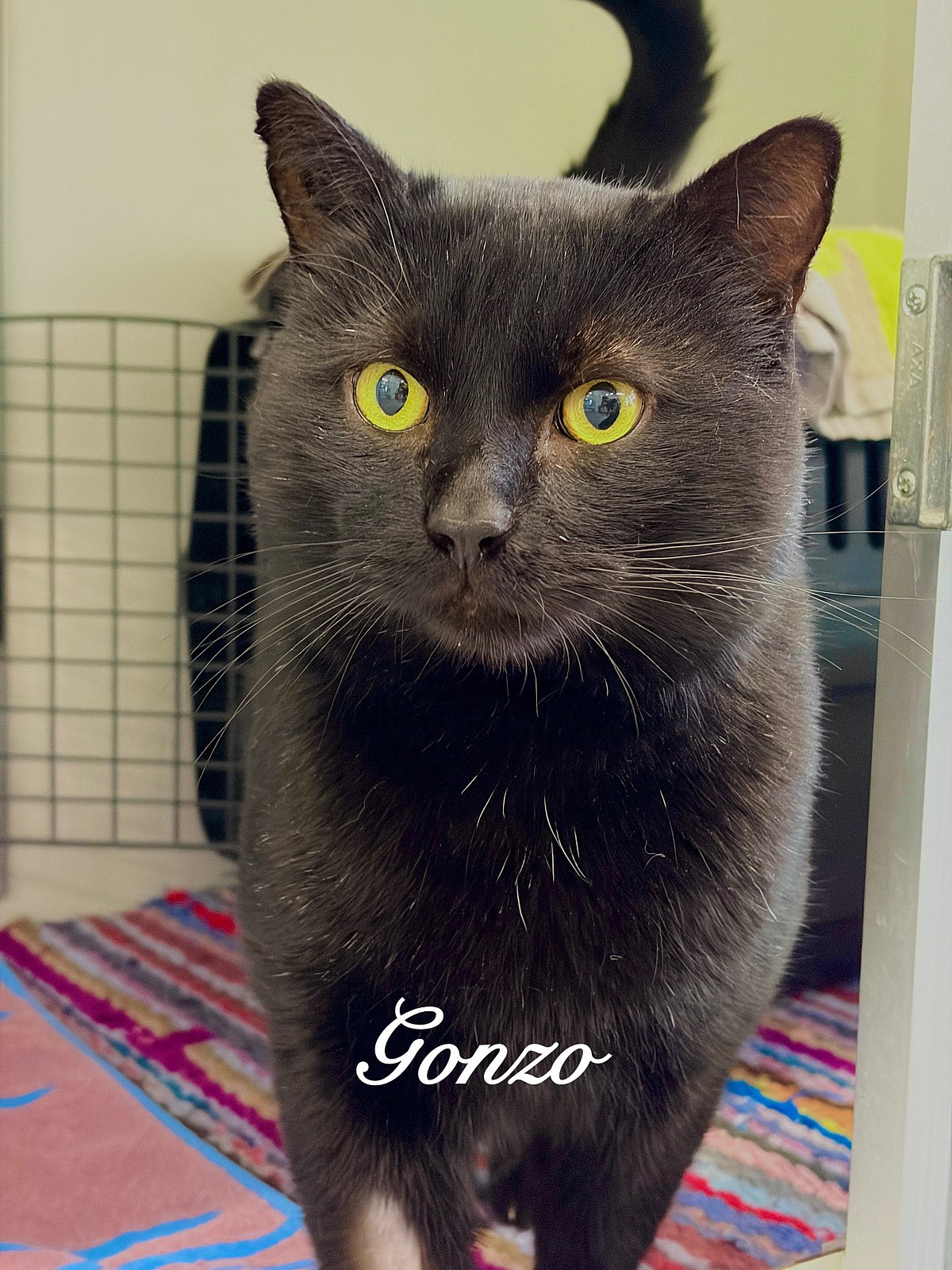 Tierschutzverein Worms Stadt und Land e. V.: - Vermittelt - Gonzo