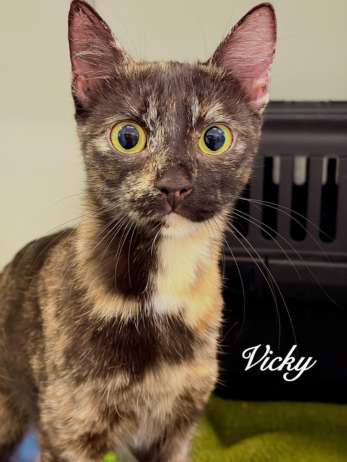 Tierschutzverein Worms Stadt und Land e. V.: - Vermittelt - Vicky