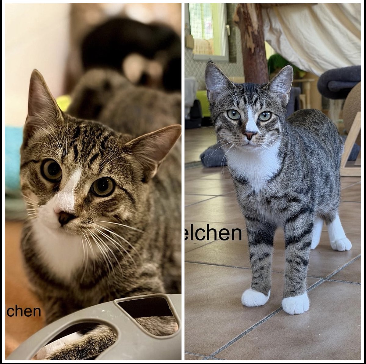 Tierschutzverein Worms Stadt und Land e. V.: Bommelchen und Bröselchen