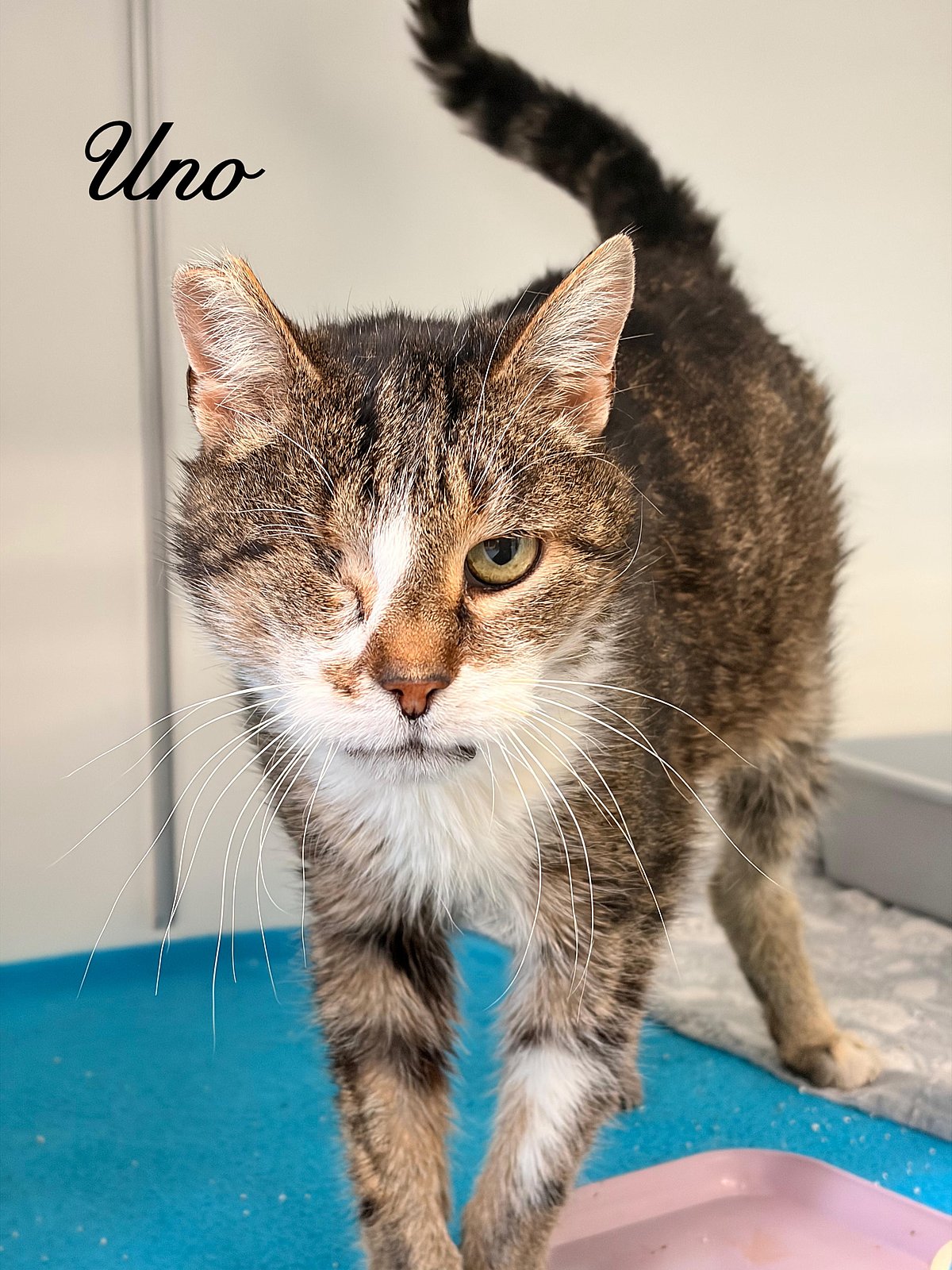 Tierschutzverein Worms Stadt und Land e. V.: - Vermittelt - Uno