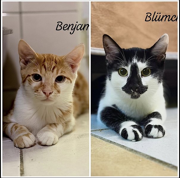 Tierschutzverein Worms Stadt und Land e. V.: Benjamin und Blümchen