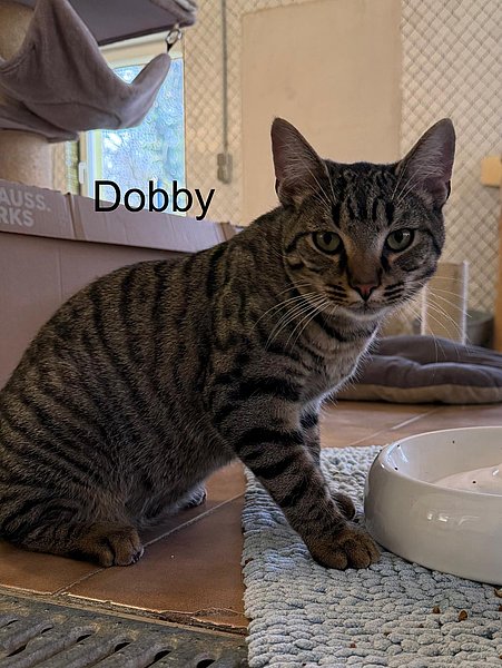 Tierschutzverein Worms Stadt und Land e. V.: Dobby und Draco