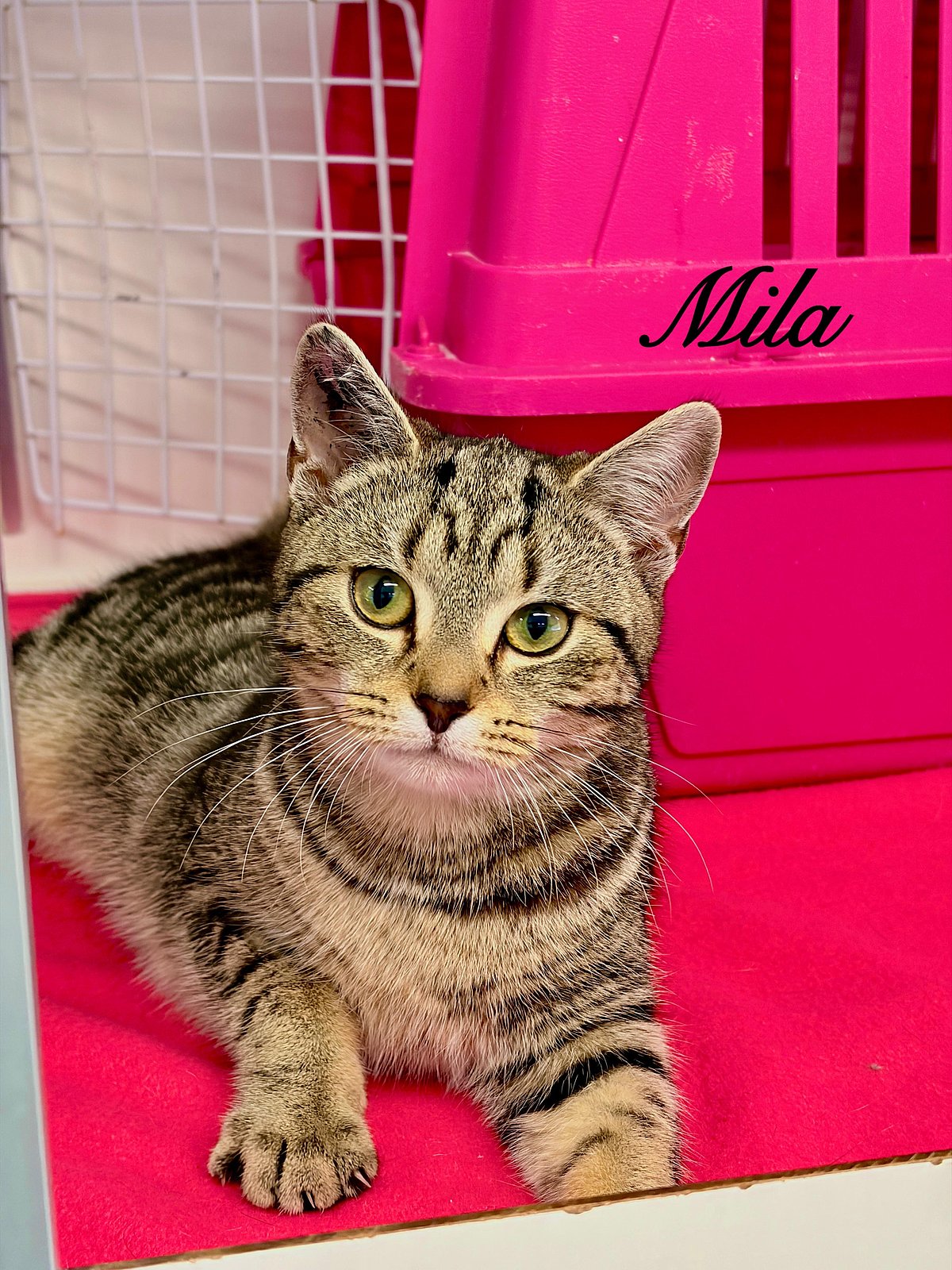 Tierschutzverein Worms Stadt und Land e. V.: - Vermittelt - Mila