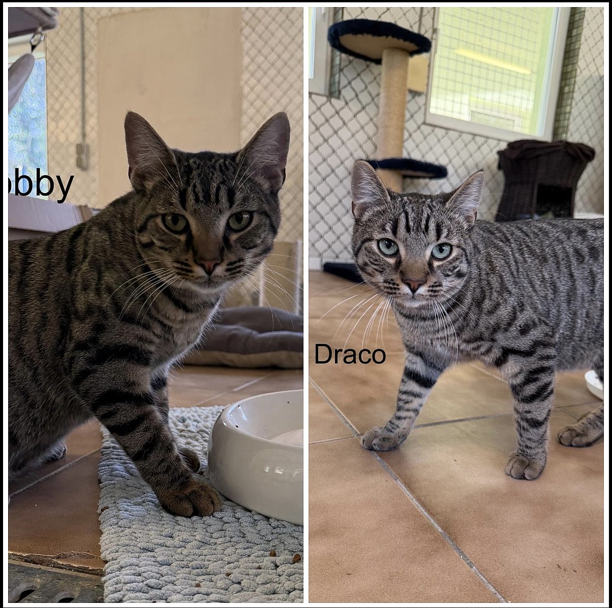 Tierschutzverein Worms Stadt und Land e. V.: Dobby und Draco