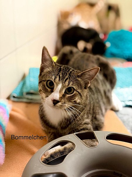 Tierschutzverein Worms Stadt und Land e. V.: Bommelchen und Bröselchen