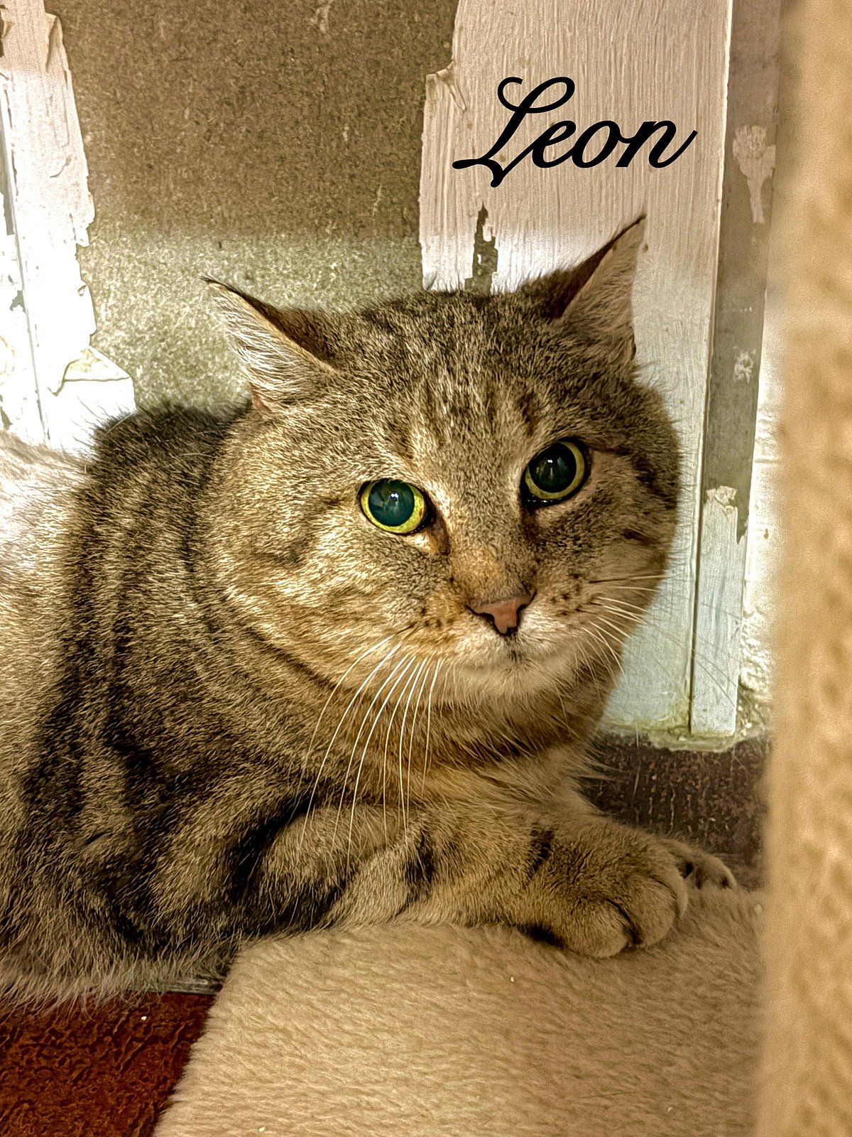 Tierschutzverein Worms Stadt und Land e. V.: Leon