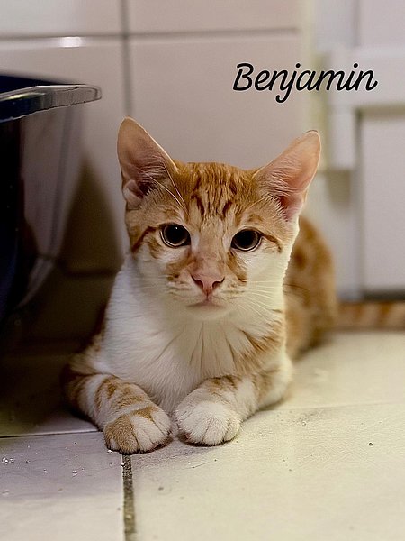 Tierschutzverein Worms Stadt und Land e. V.: Benjamin und Blümchen