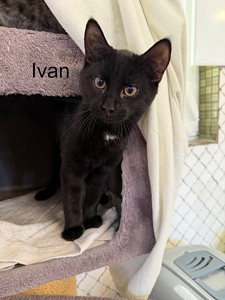 Tierschutzverein Worms Stadt und Land e. V.: Ivan und Igor