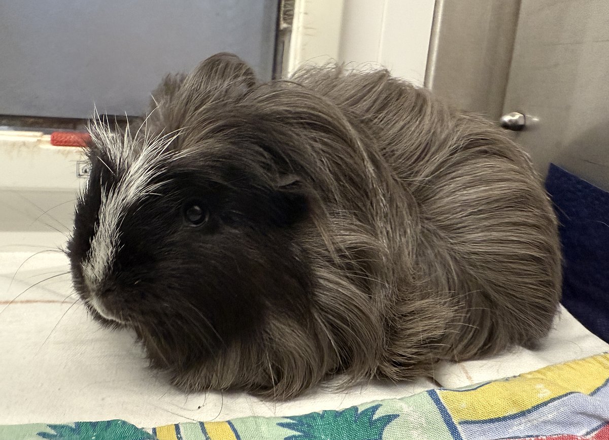 Tierschutzverein Worms Stadt und Land e. V.: Leo