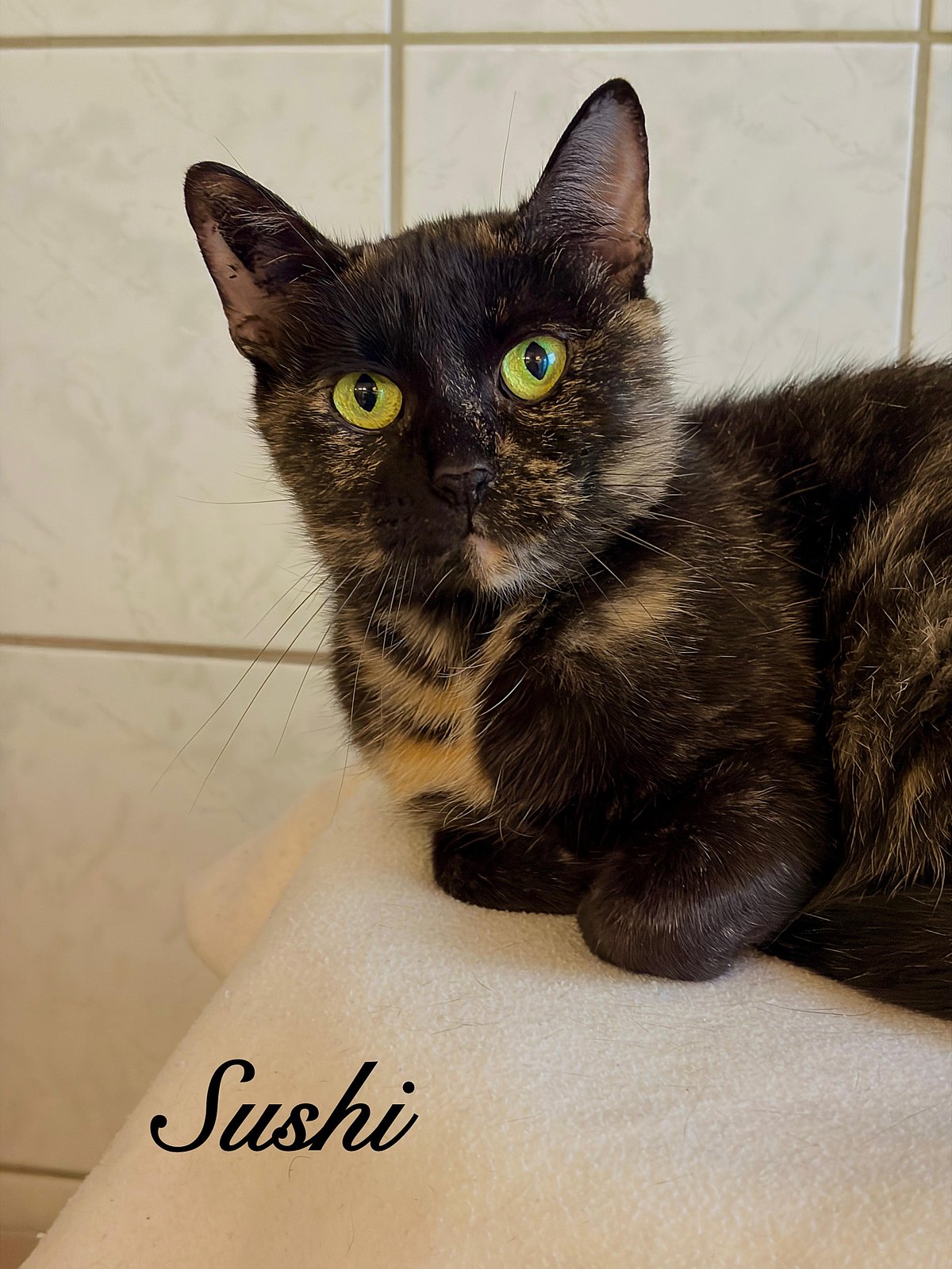 Tierschutzverein Worms Stadt und Land e. V.: Sushi